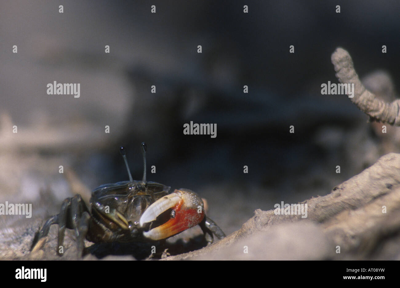 Male fiddler crab amongst mangrove roots, Indonesia Stock Photo - Alamy