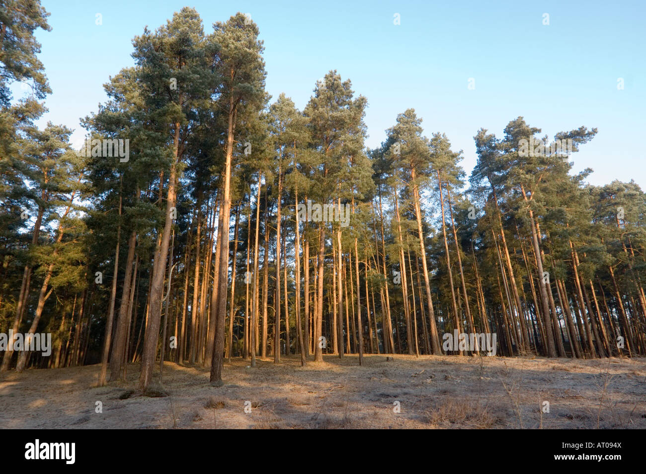 Tall pinetree hi-res stock photography and images - Alamy