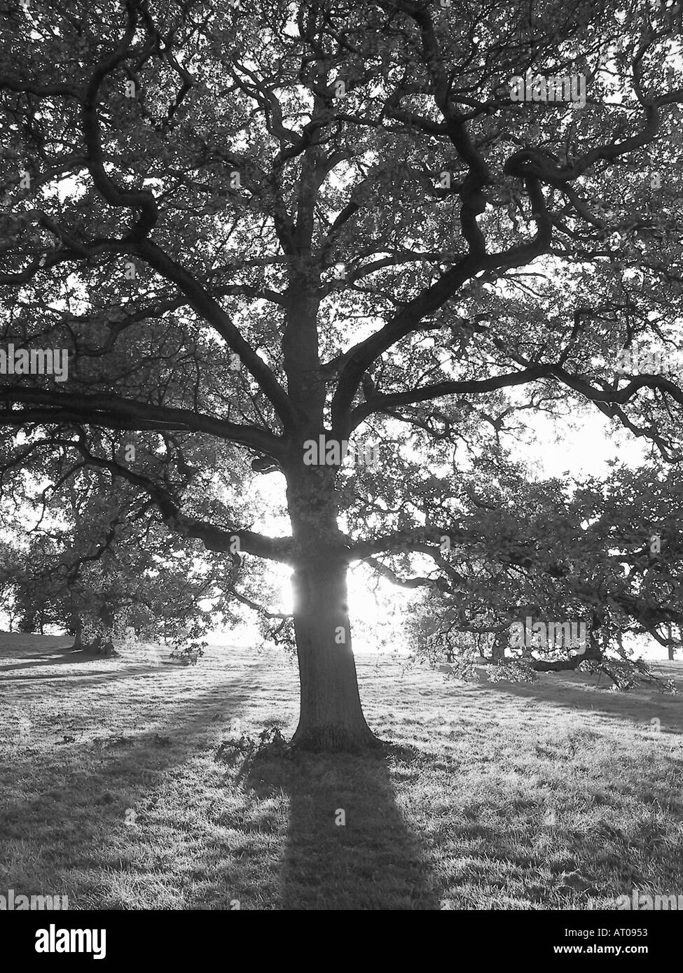 black white against the light tree photo Stock Photo - Alamy