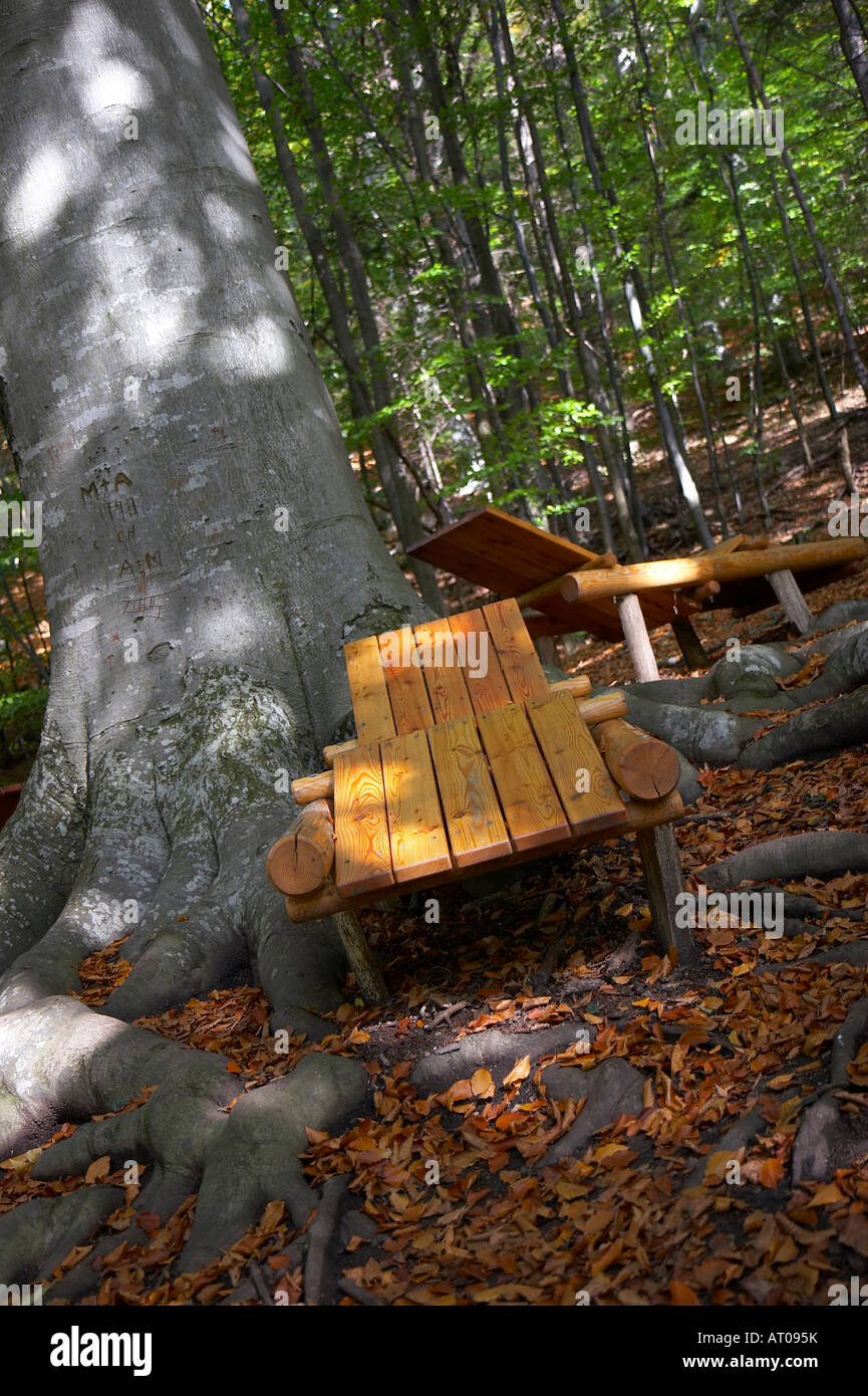 wooden deck chair in the forest Stock Photo - Alamy