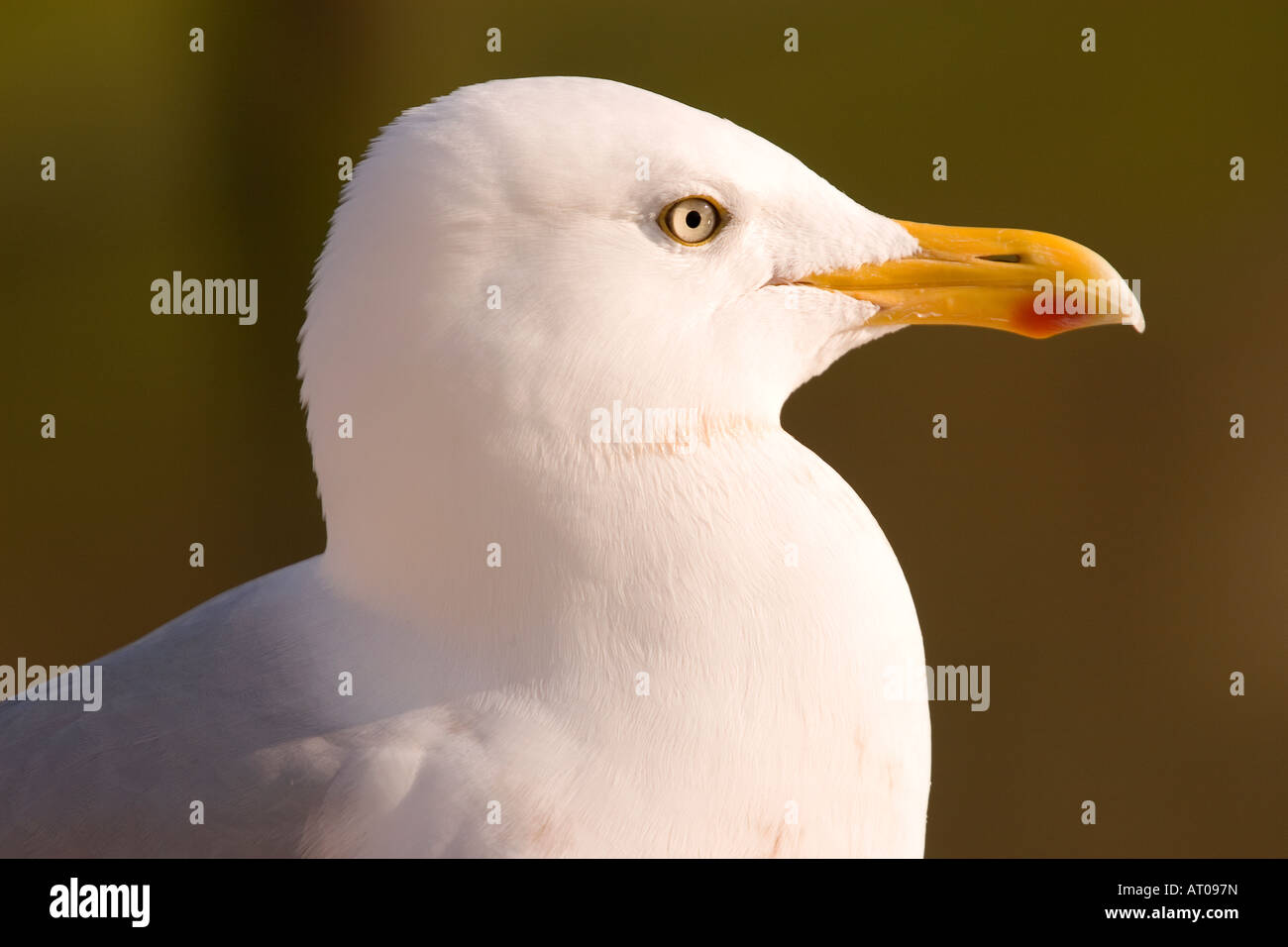 Herring Gull, Larus argentatus Stock Photo - Alamy