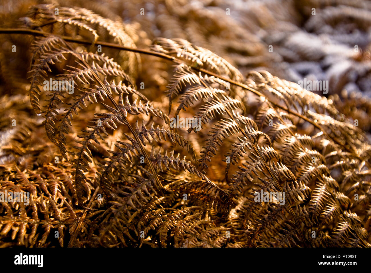 woodland bracken lit by soft morning winter light Stock Photo - Alamy