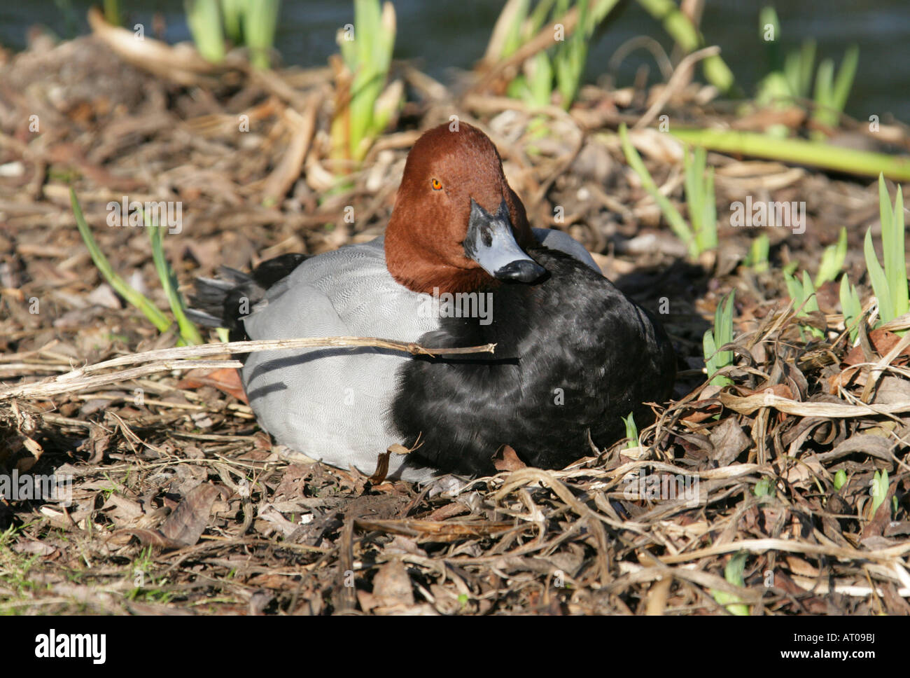 Redhead, Aythya americana, Anatidae. Drake, Male Duck Stock Photo - Alamy
