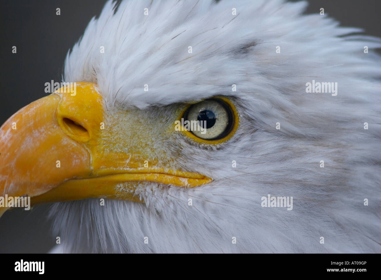 head of en eagle Stock Photo - Alamy