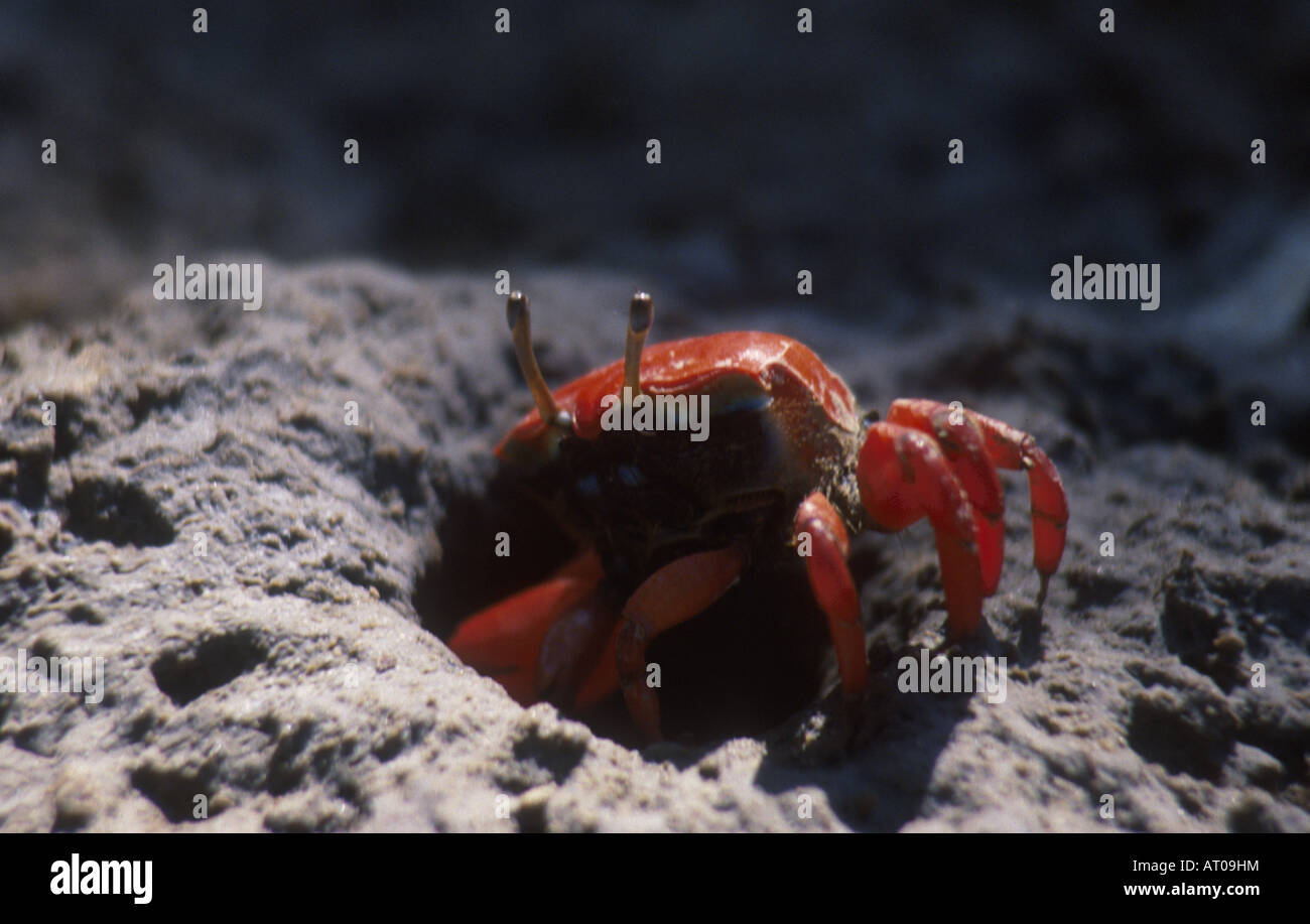 female fiddler crab and burrow, Indonesia Stock Photo - Alamy