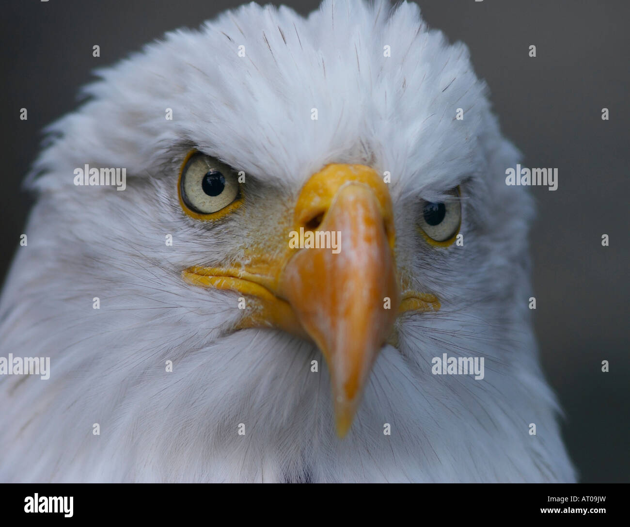 head of en eagle Stock Photo - Alamy