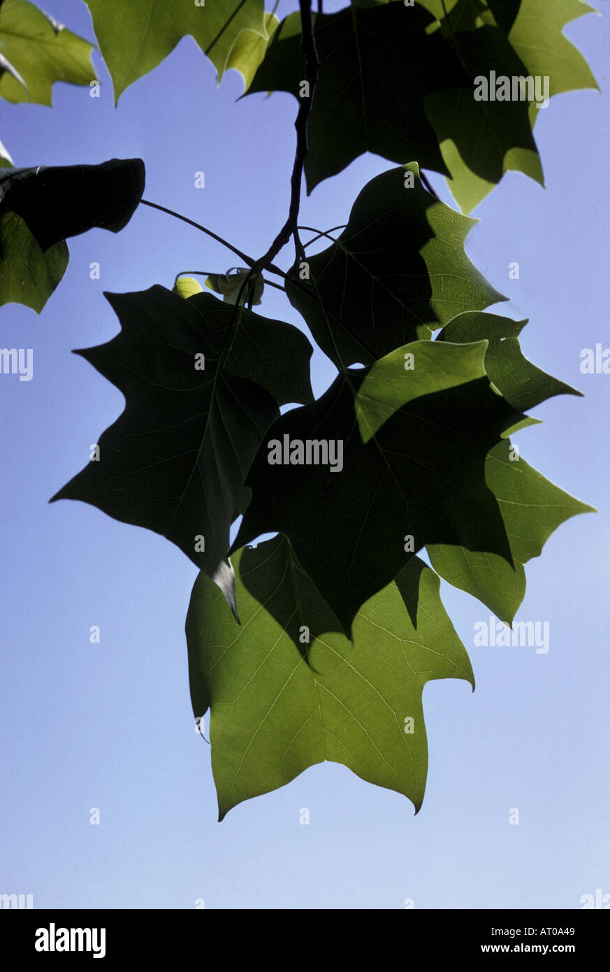 Tulip Tree Foilage Stock Photo - Alamy
