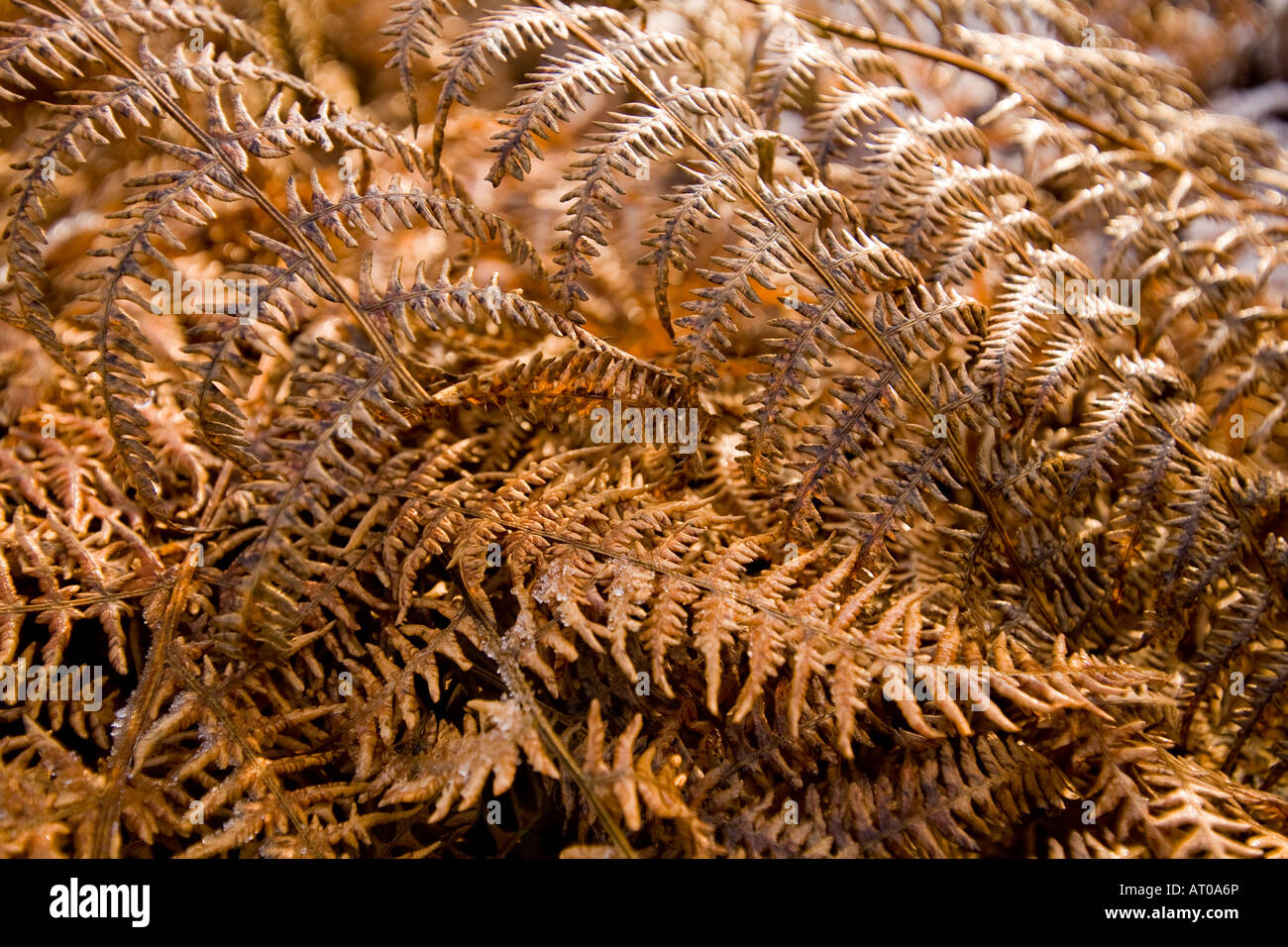 Texture of bracken fronds hi-res stock photography and images - Alamy
