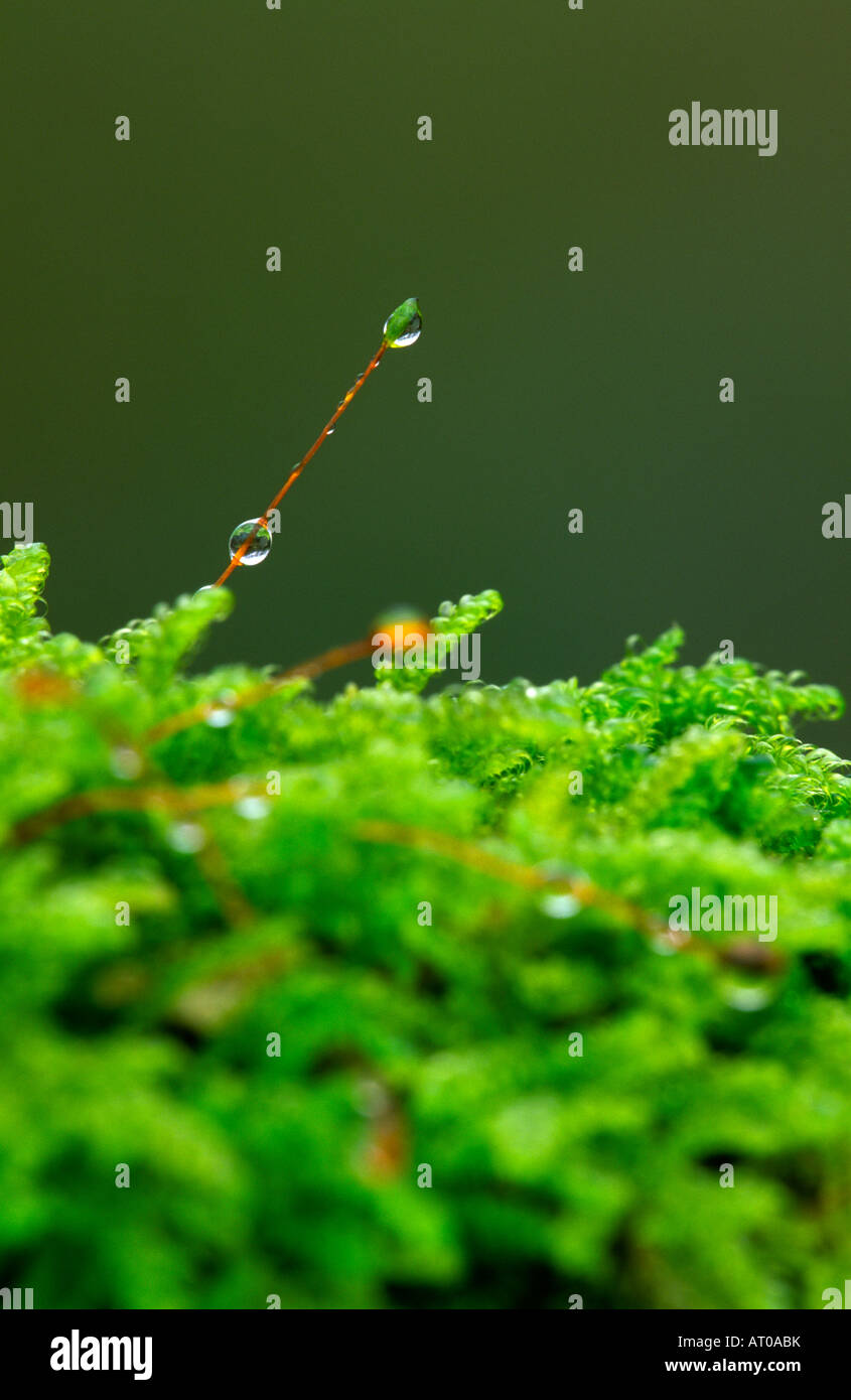 Moss Capsule & Dew Stock Photo - Alamy