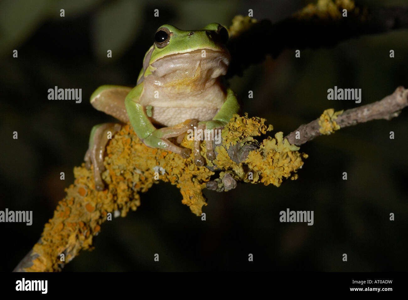 Italian Tree Frog Hyla intermedia Central Italy Stock Photo - Alamy
