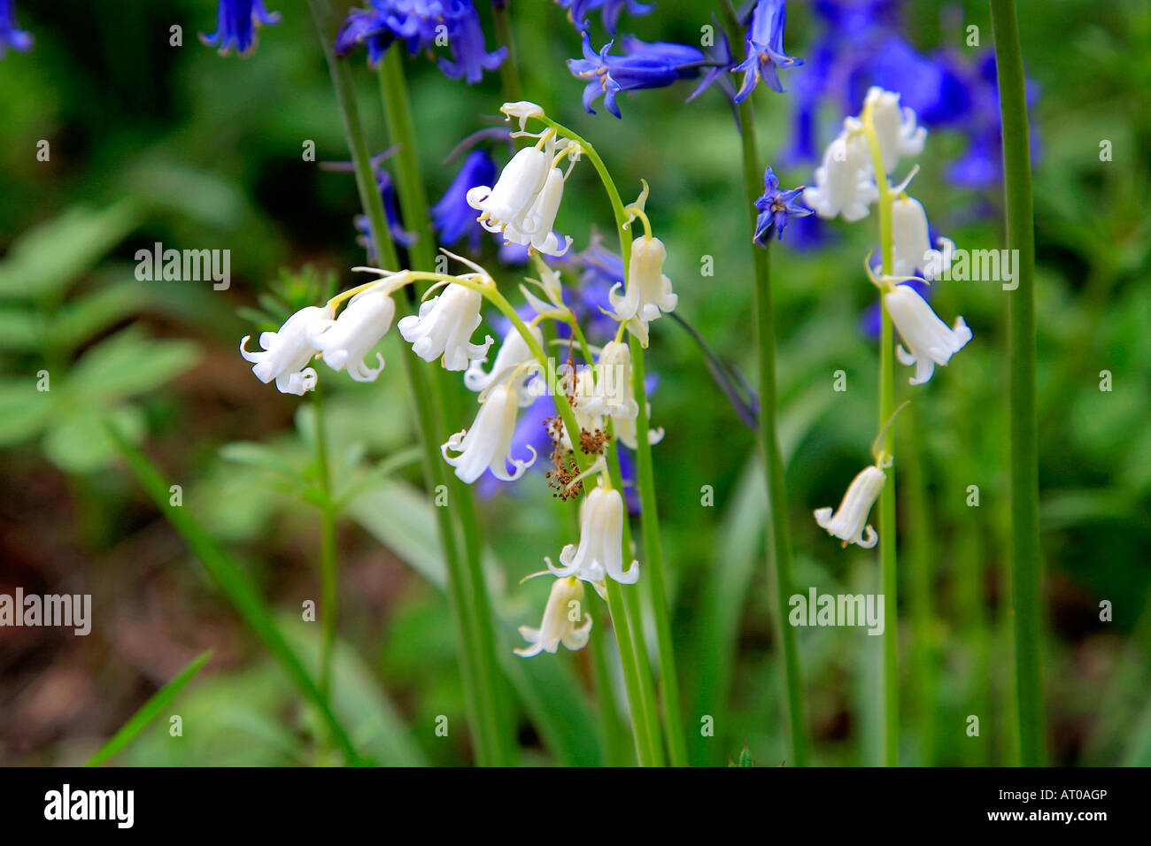 White Bluebell flowers Hyacinthoides non scripta Spring Bluebells in ...