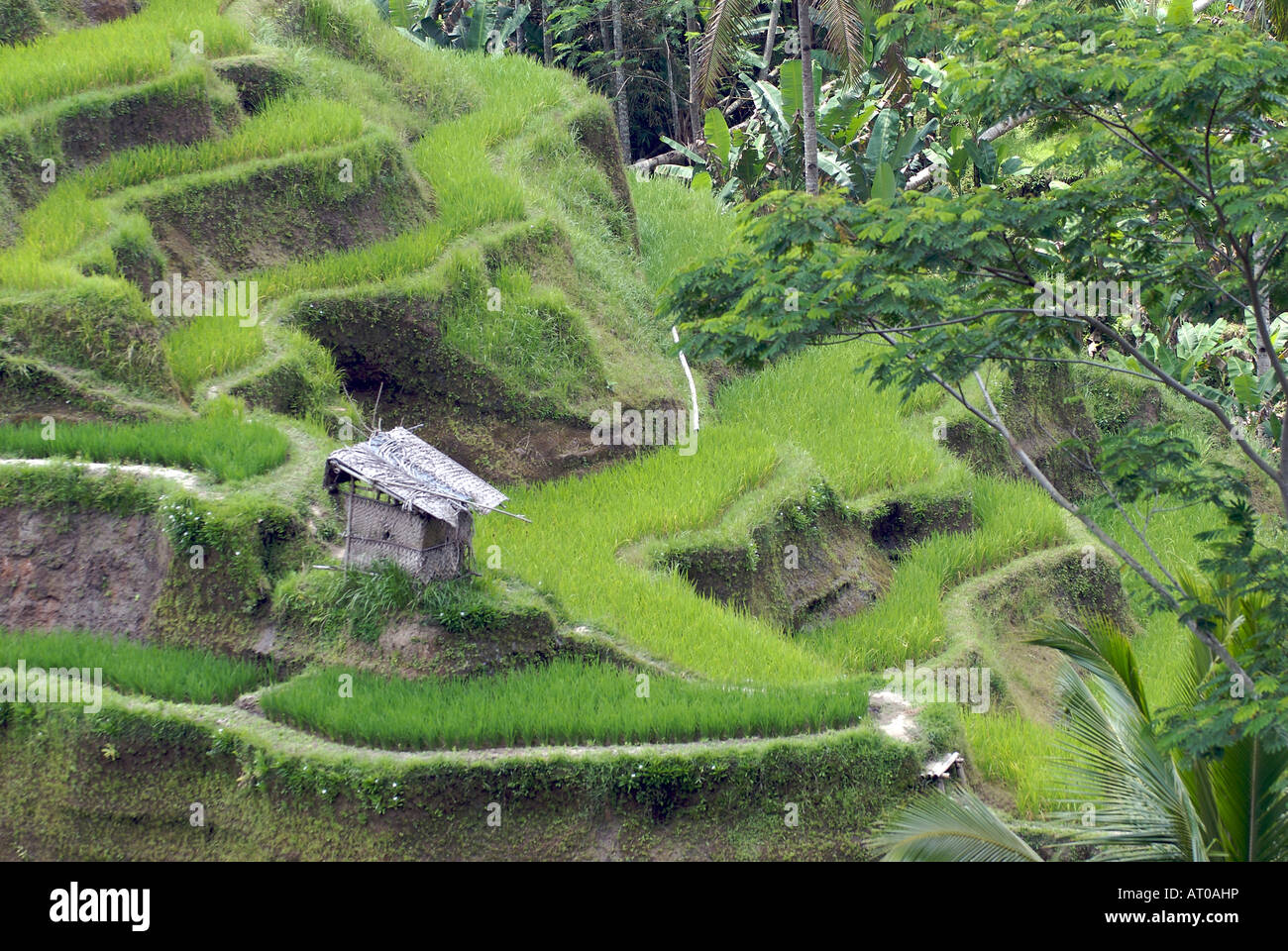 Dramatically terraced rice fields near the town of Ubud on the ...
