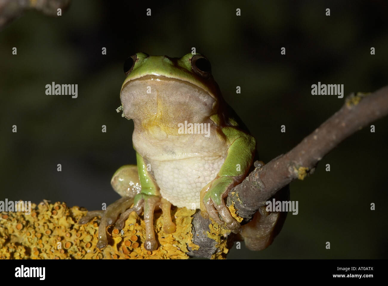 Italian Tree Frog Hyla intermedia Central Italy Stock Photo - Alamy