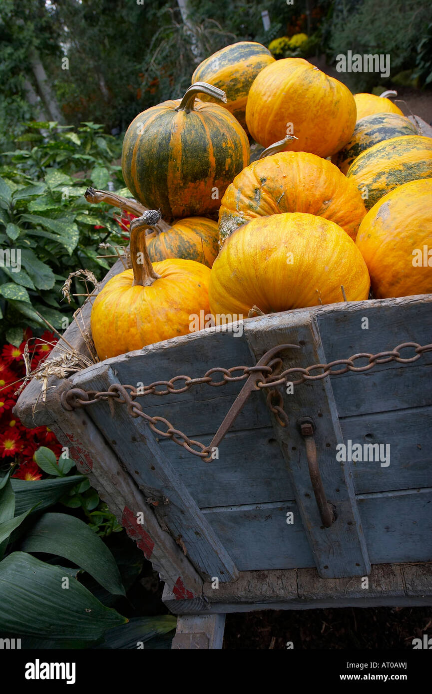 pumpkins in hay trailer Stock Photo - Alamy