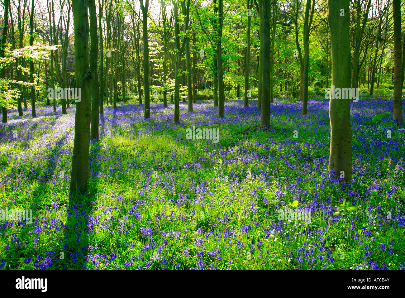 Bluebells wild Spring flowers Hyacinthoides non scripta in a woodland ...