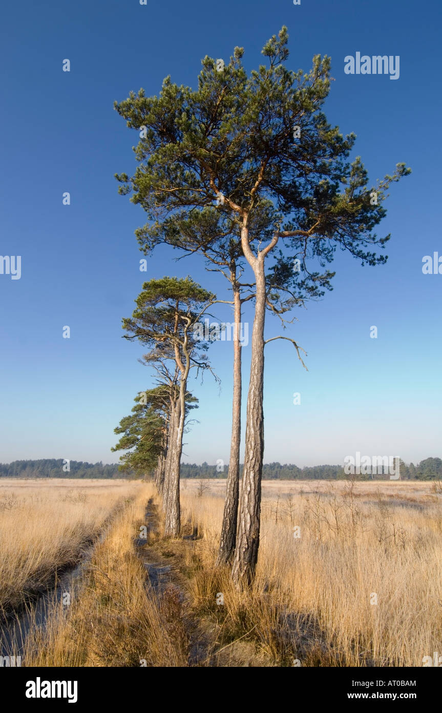 Thursley Nature Reserve Surrey UK Stock Photo - Alamy