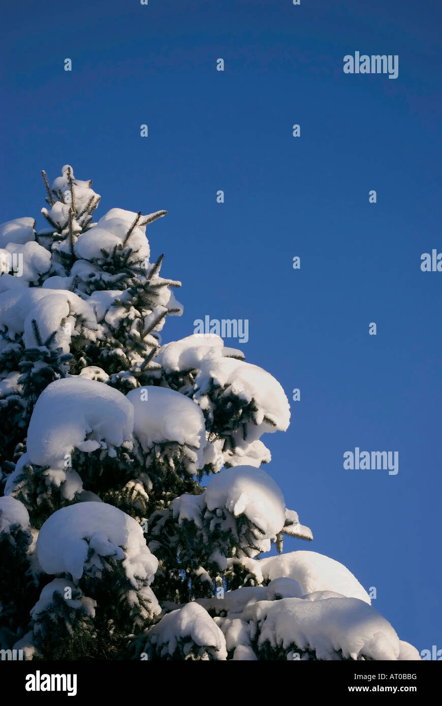 Blue spruce tree hi-res stock photography and images - Alamy