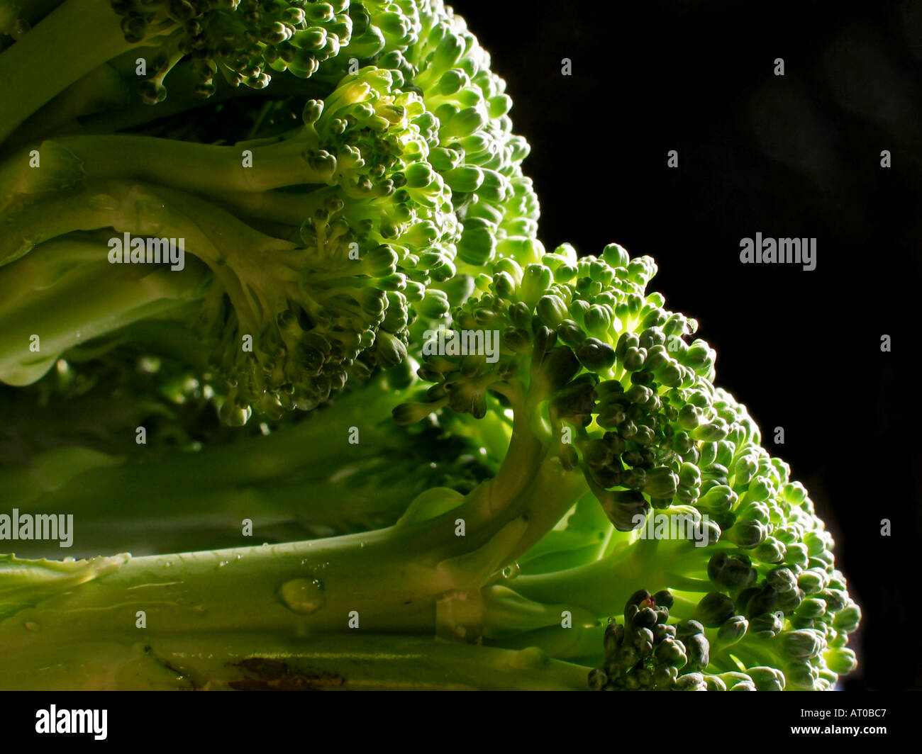 Broccoli close up Stock Photo - Alamy