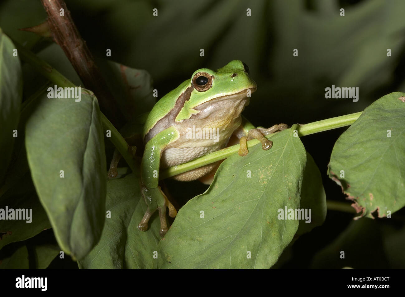 Italian Tree Frog Hyla intermedia Central Italy Stock Photo - Alamy
