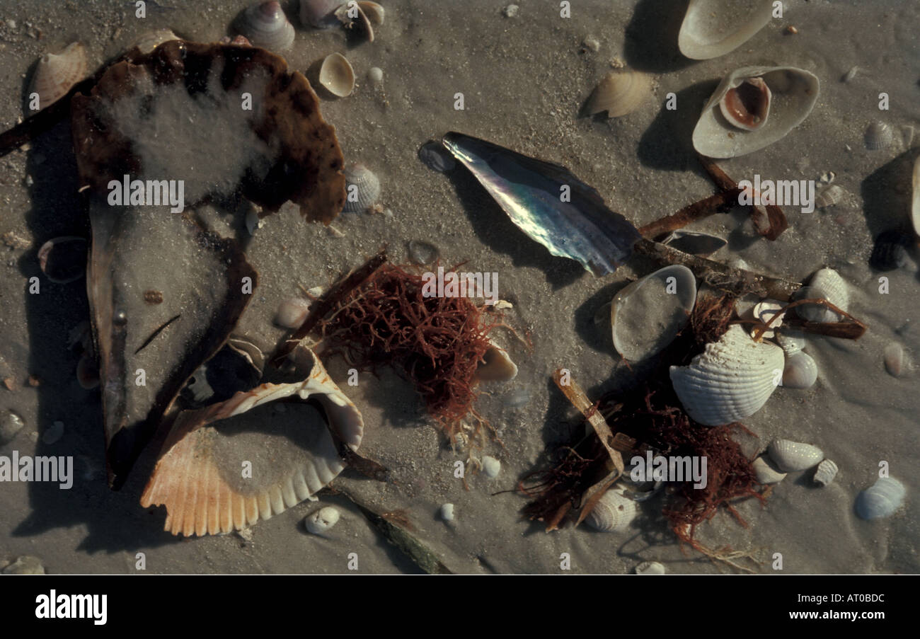 Seashells by the Seashore Stock Photo - Alamy