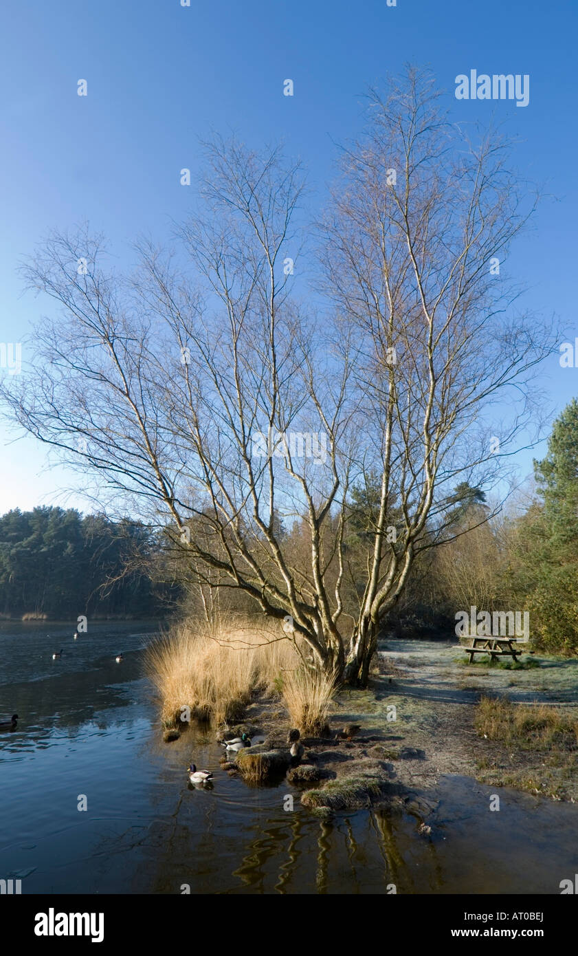 Thursley Nature Reserve Surrey UK Stock Photo - Alamy