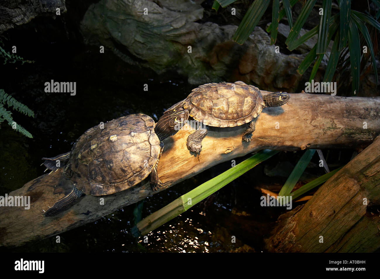 Parts of turtles hi-res stock photography and images - Alamy