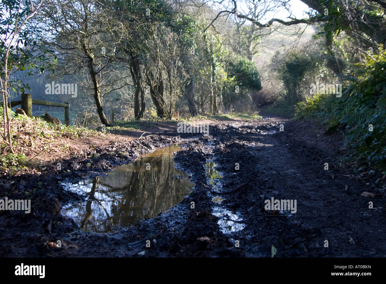 Muddy Footpath, South Devon Stock Photo - Alamy