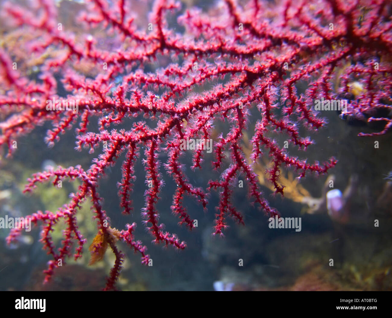 Pink sea fan hi-res stock photography and images - Alamy
