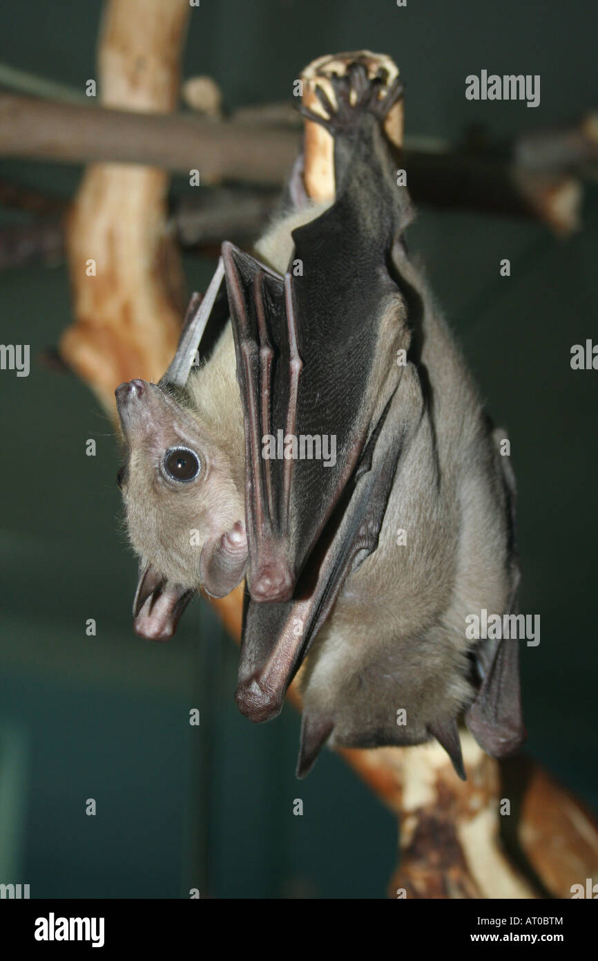 Microchiroptera Two bat s hanging on the branch Stock Photo - Alamy