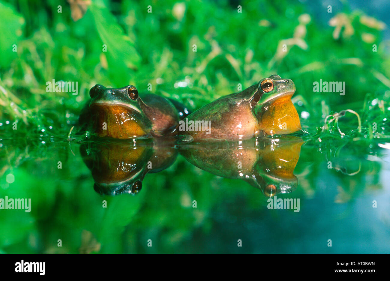 Stripeless Tree Frogs, Hyla meridionalis. Two males croaking Stock ...