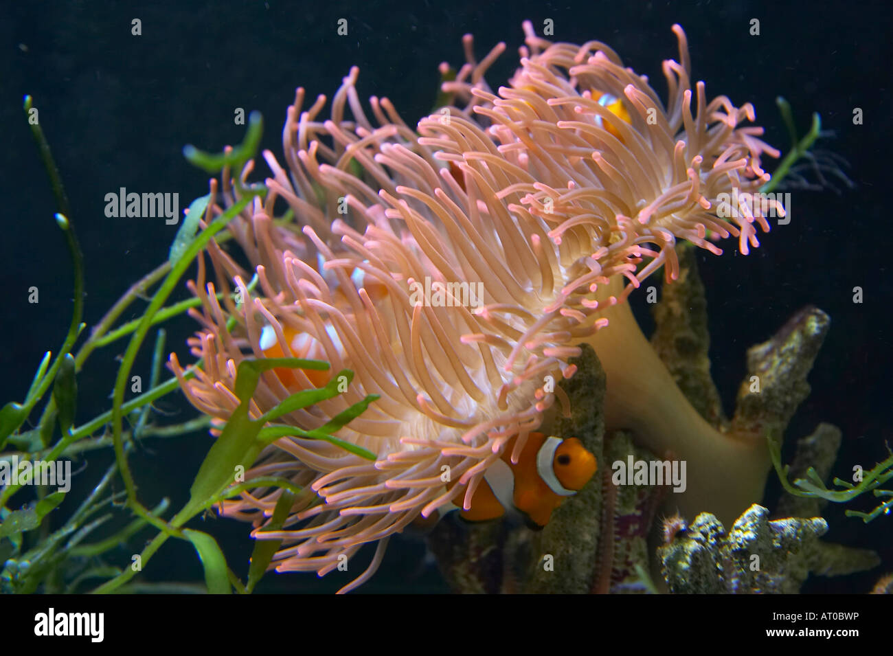 Sea anemones clown fish hi-res stock photography and images - Alamy