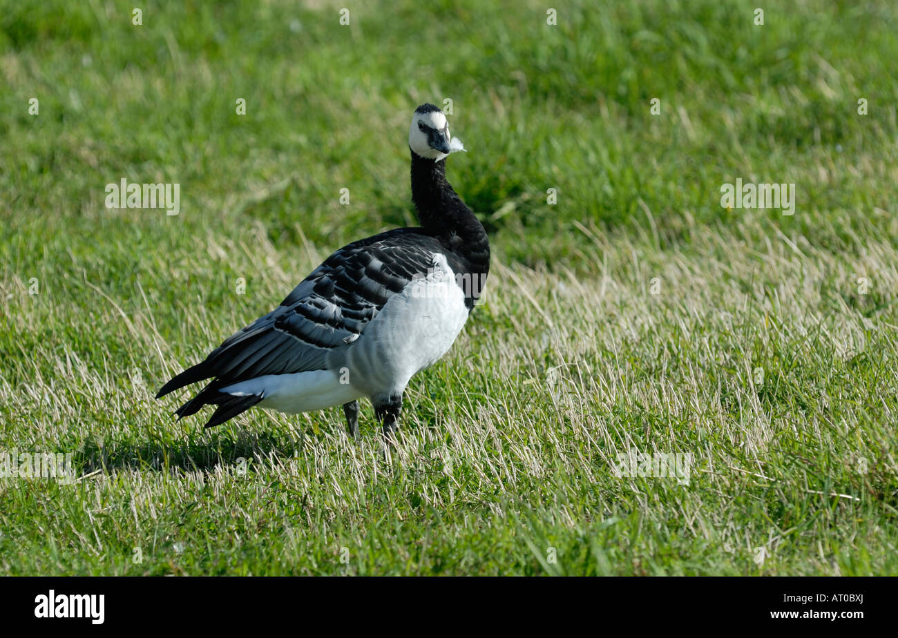 A Barnacle Goose feather in mouth, Branta leucopsis, Helsinki, Finland ...