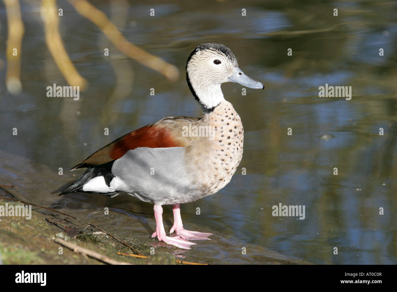 Ringed Teal Drake, Callonetta leucophrys, adult male Stock Photo - Alamy