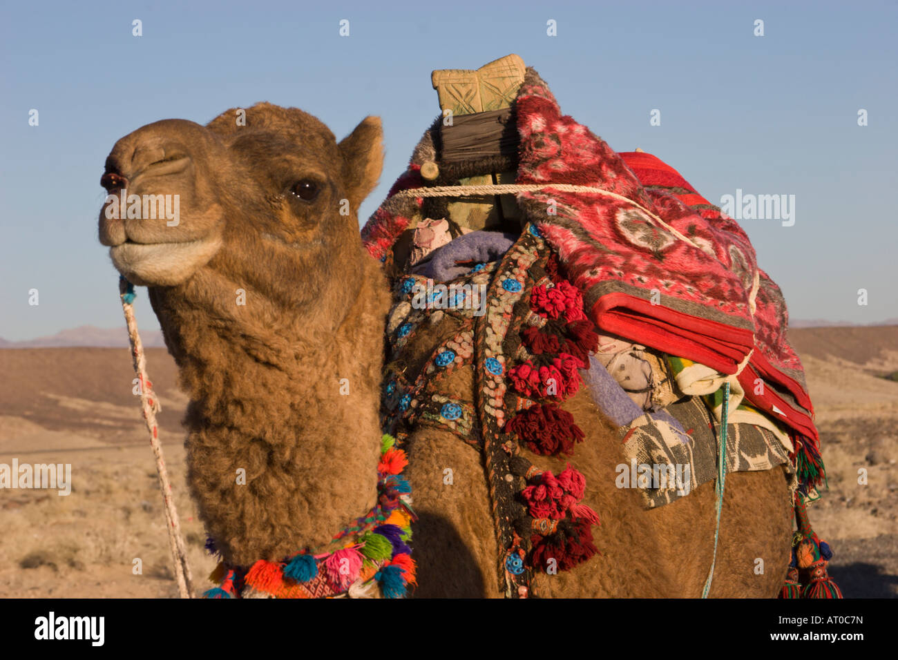 camel in Iran Stock Photo - Alamy