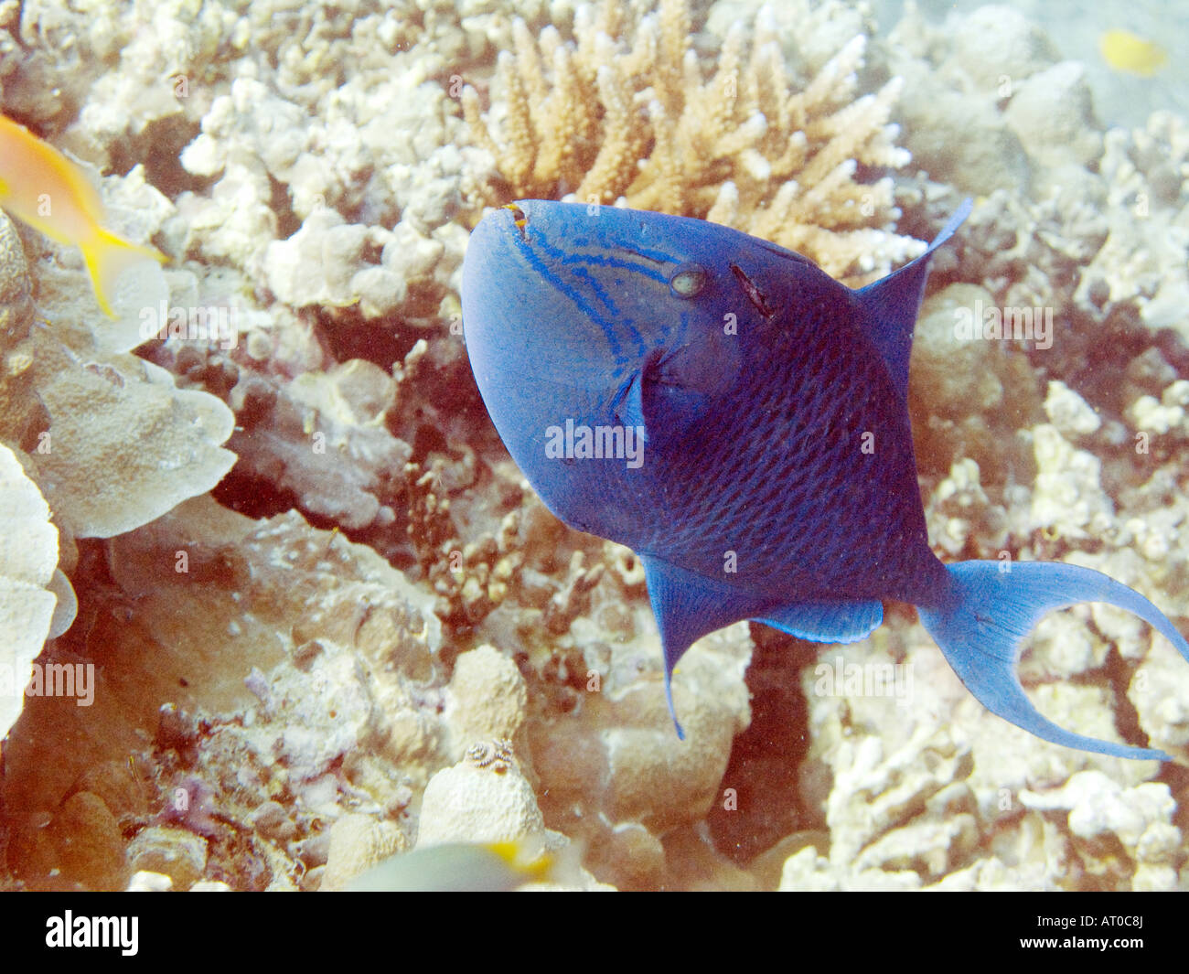 Redtooth triggerfish, Odonus niger Stock Photo - Alamy