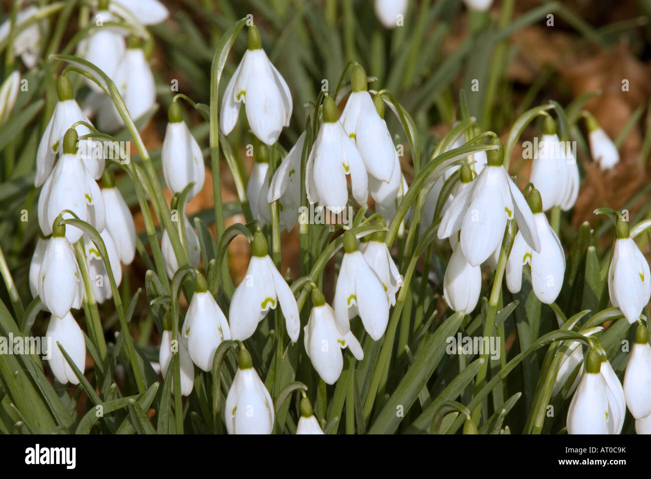 Glaucous Bloom High Resolution Stock Photography and Images - Alamy