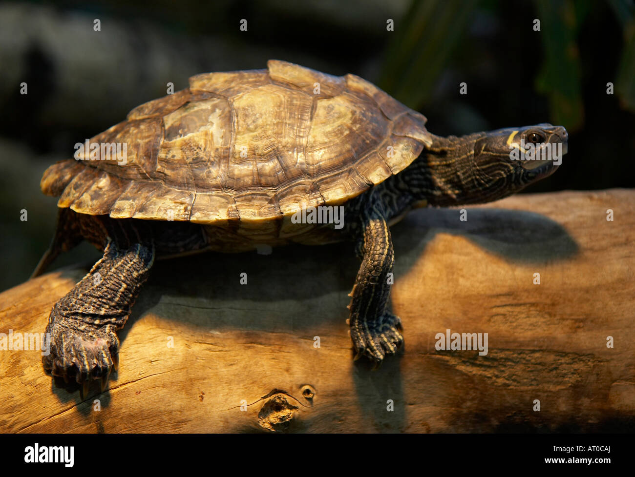 Parts of turtles hi-res stock photography and images - Alamy