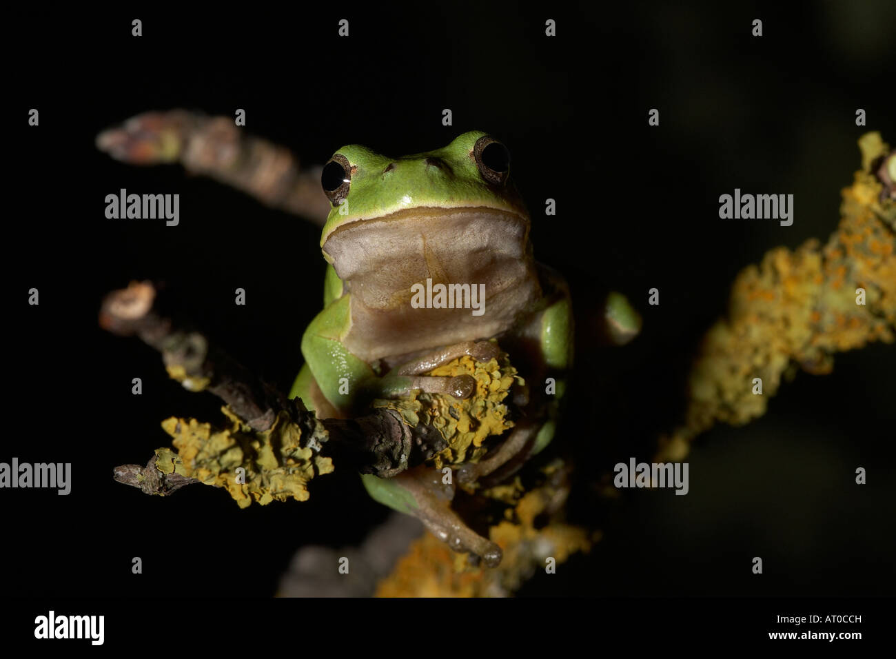 Italian Tree Frog Hyla intermedia Central Italy Stock Photo - Alamy