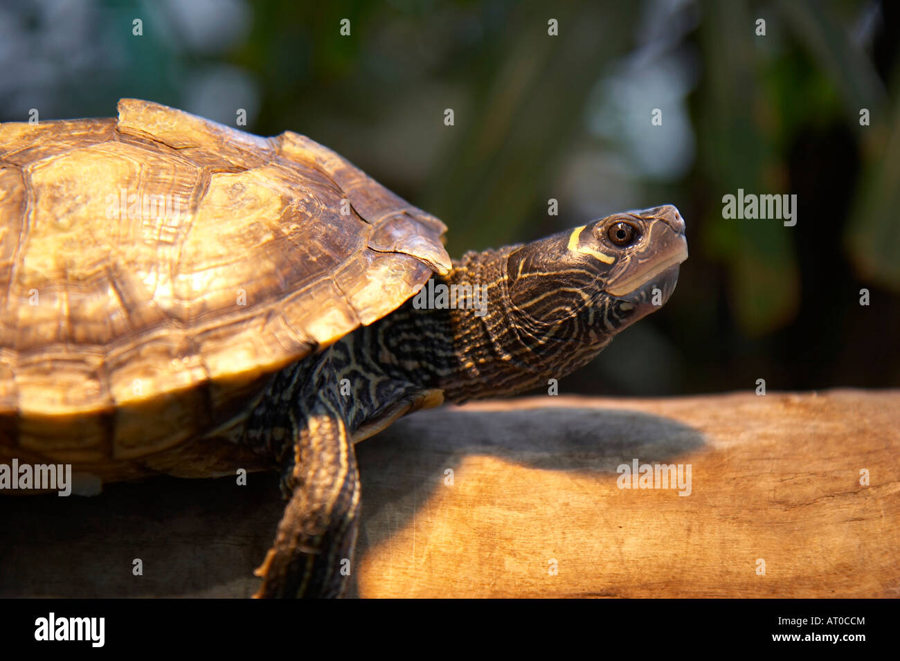 Parts of turtles hi-res stock photography and images - Alamy
