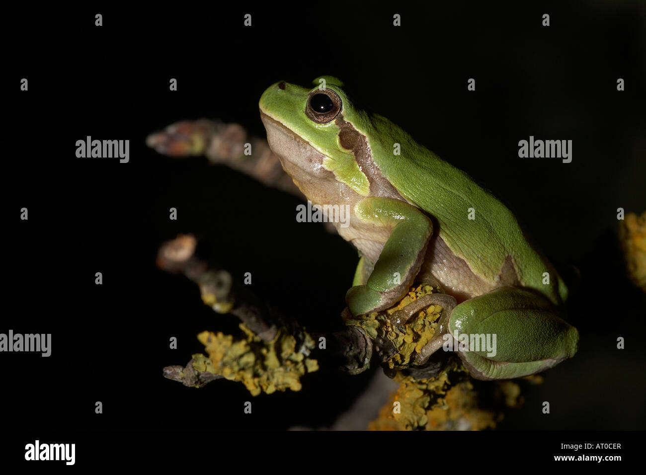 Italian Tree Frog Hyla intermedia Central Italy Stock Photo - Alamy