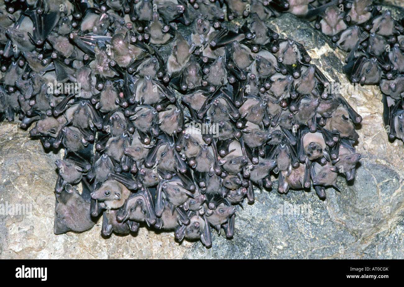 A large flight of flying foxes or fruit bats hanging from a cave ...