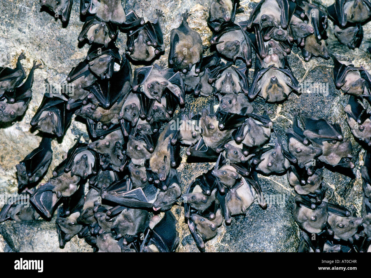 A large flight of flying foxes or fruit bats hanging from a cave ...