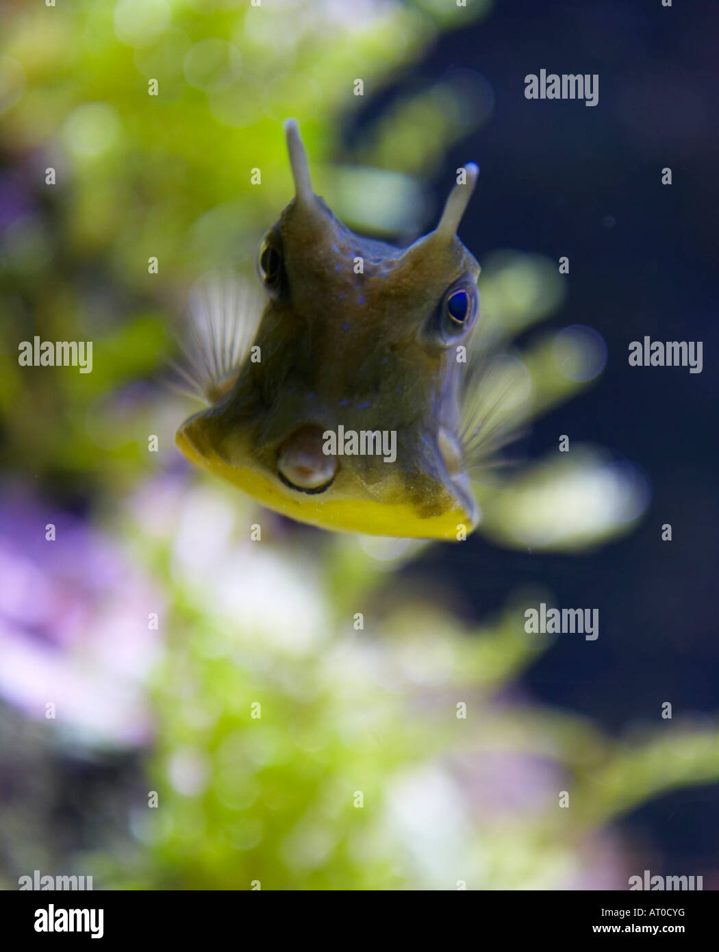 Little yellow fishes underwater hi-res stock photography and images - Alamy