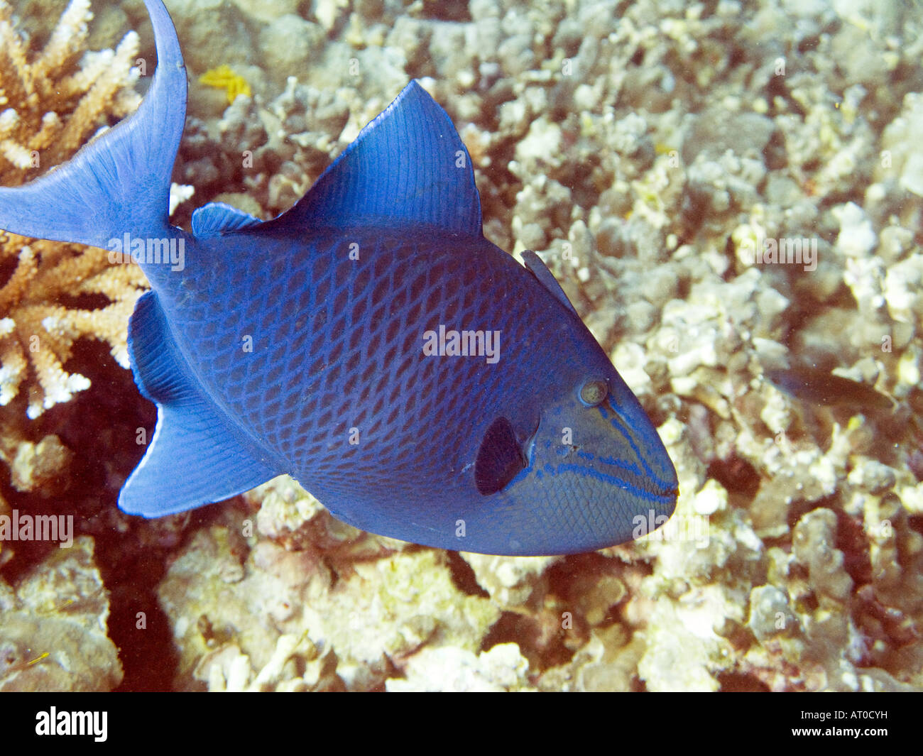 Redtooth triggerfish, Odonus niger Stock Photo - Alamy