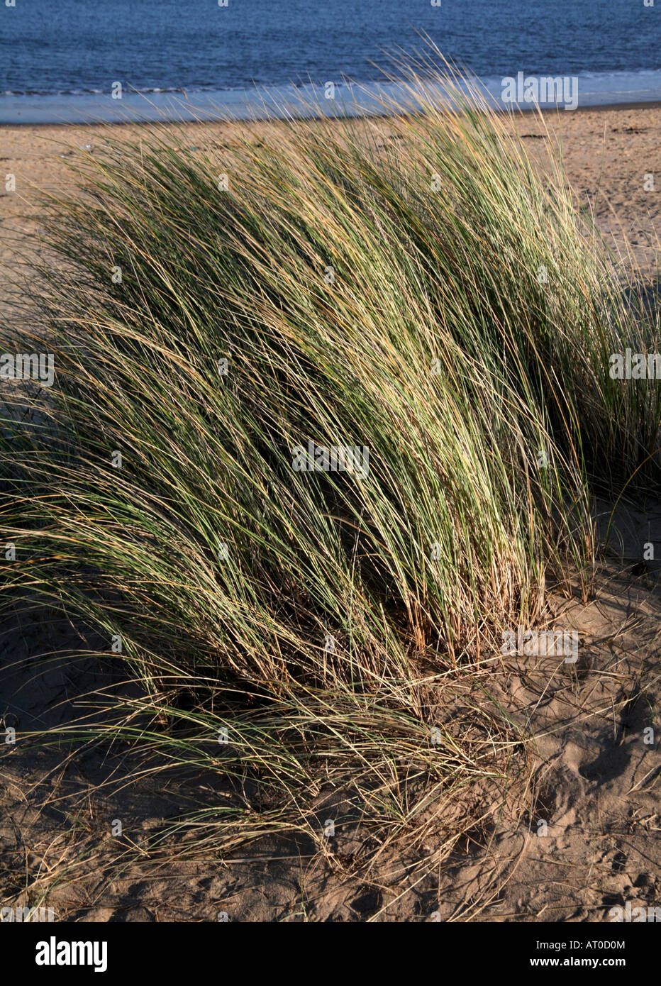 Sand couch grass hi-res stock photography and images - Alamy