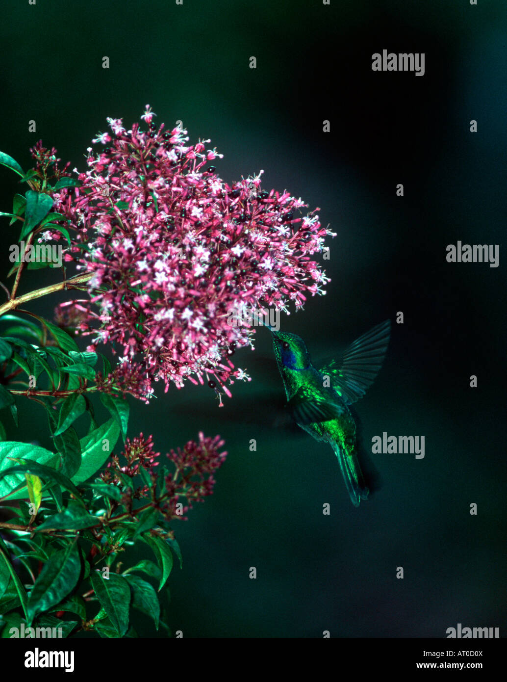 Costa Rican hummingbirds (individual species unknown to photographer ...