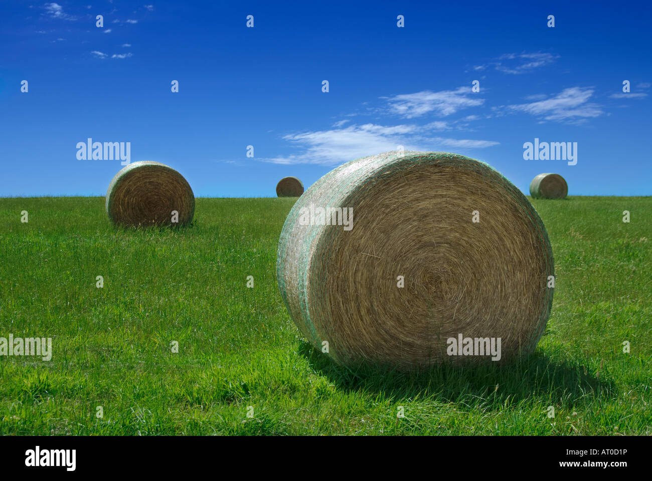 Hay Rolls in Paddock Stock Photo - Alamy
