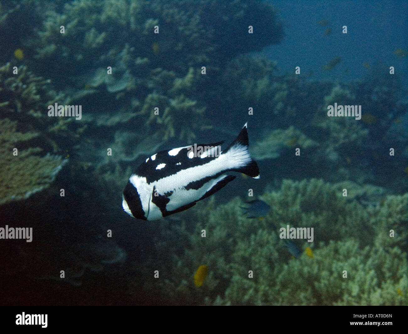 Black snapper juvenile macolor niger hi-res stock photography and ...