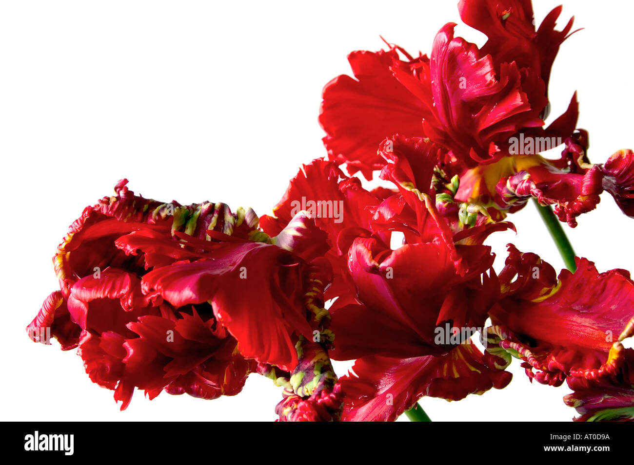 Ragged tulips hi-res stock photography and images - Alamy