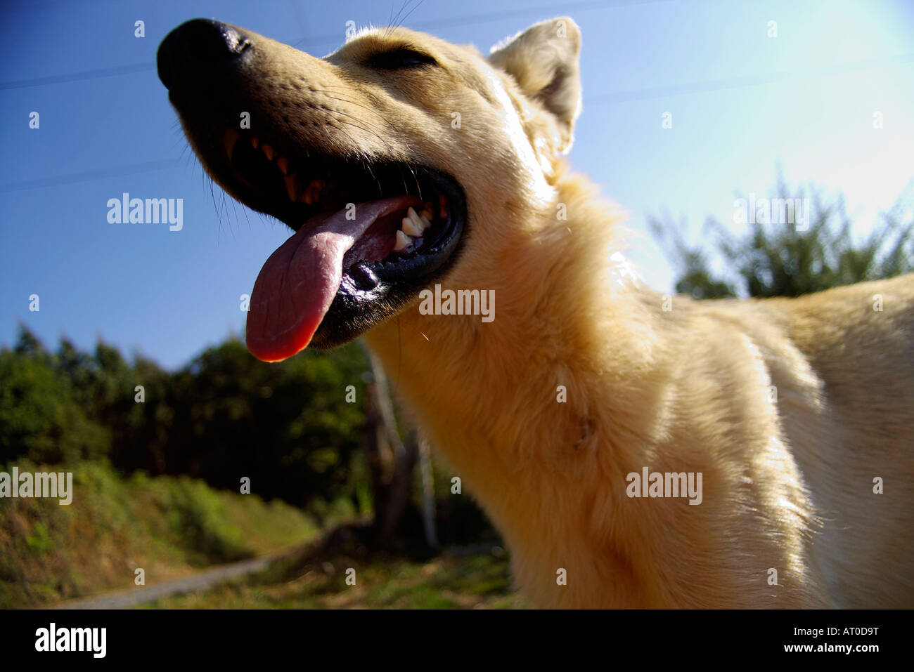 Lengua azul perro hi-res stock photography and images - Alamy